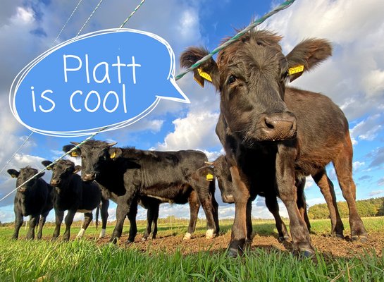 Sprache & Redewendungen in Plattdeutsch - nordwärts