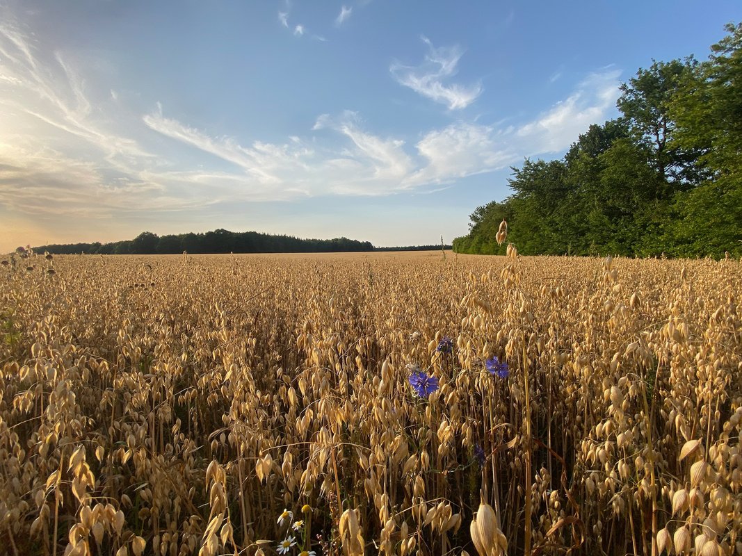 Das Acker-Experiment der Frau Bremer - nordwärts